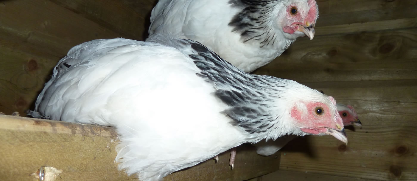 Hatching Chicken Eggs