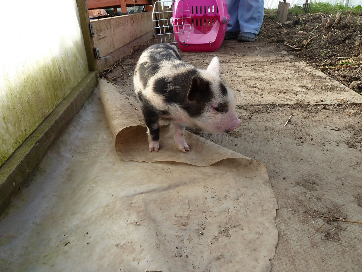 2 Week day old Pet Pig - Keeping Kunekune Pigs