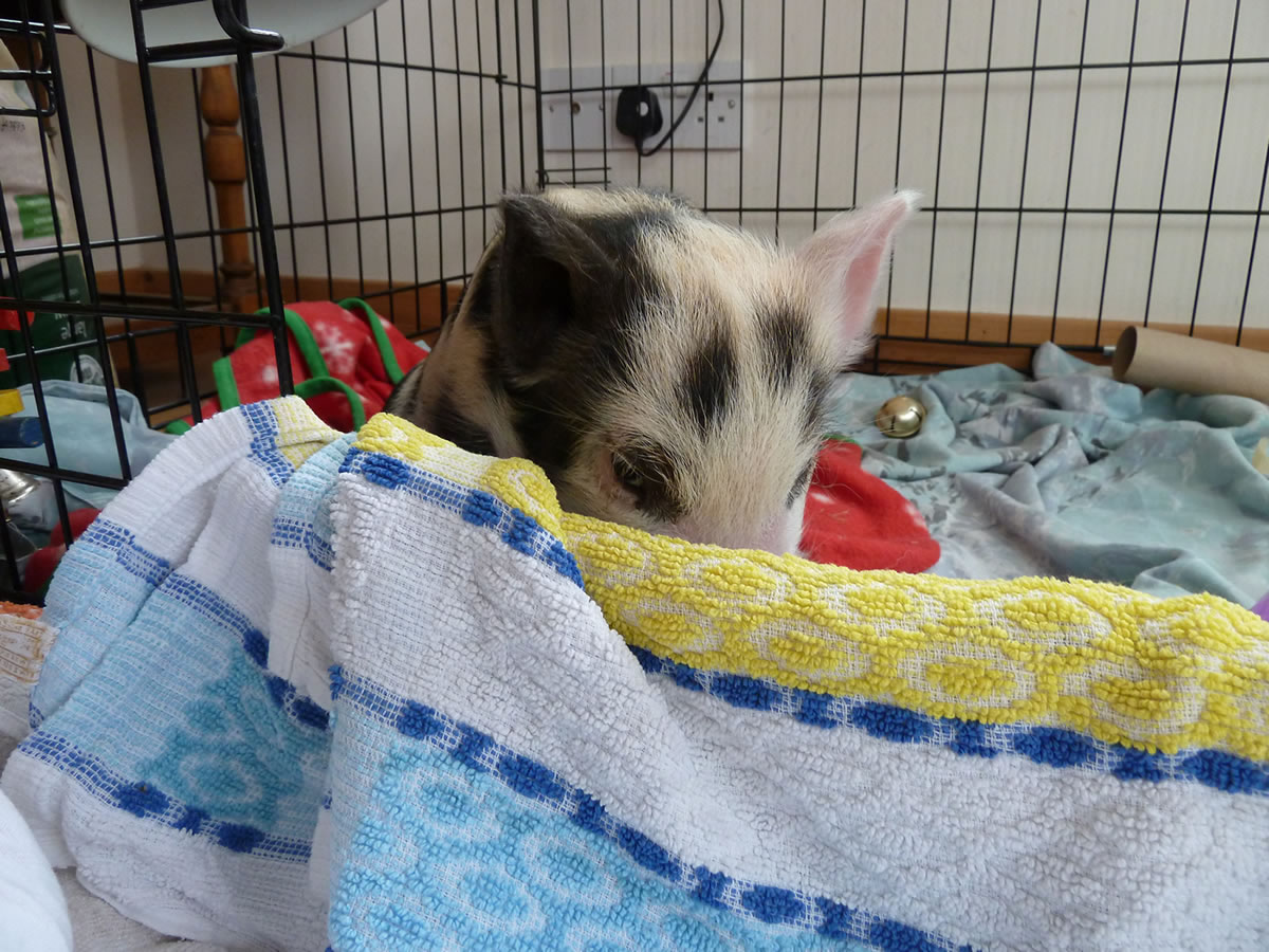 4 Weeks old Pet Pig - Kunekune Pig Pictures