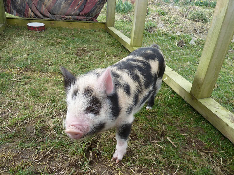 Keeping a Pet Pigs - Temp Outdoor Run